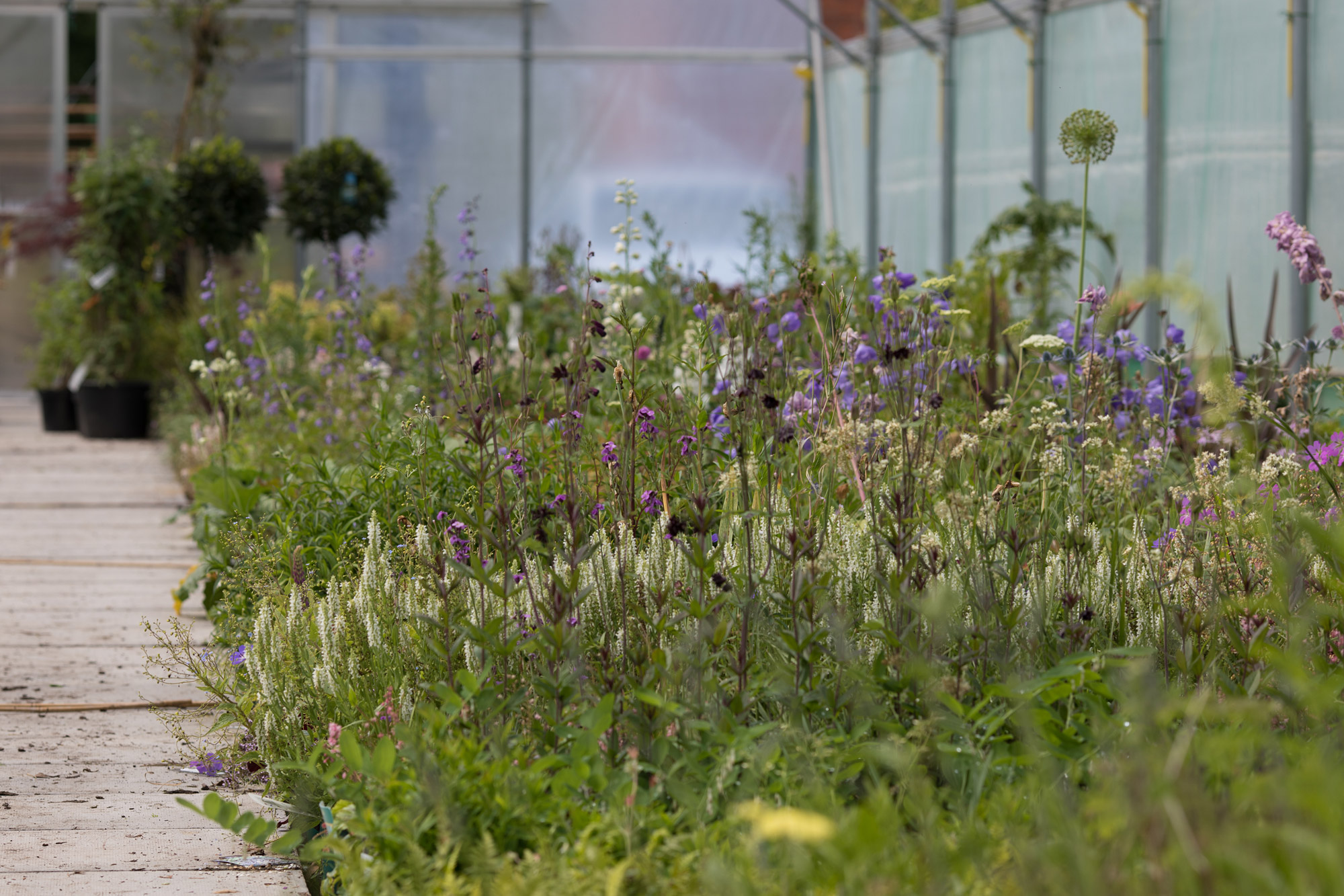 Covid-19 Lockdown Update - Genus Plant Sourcing