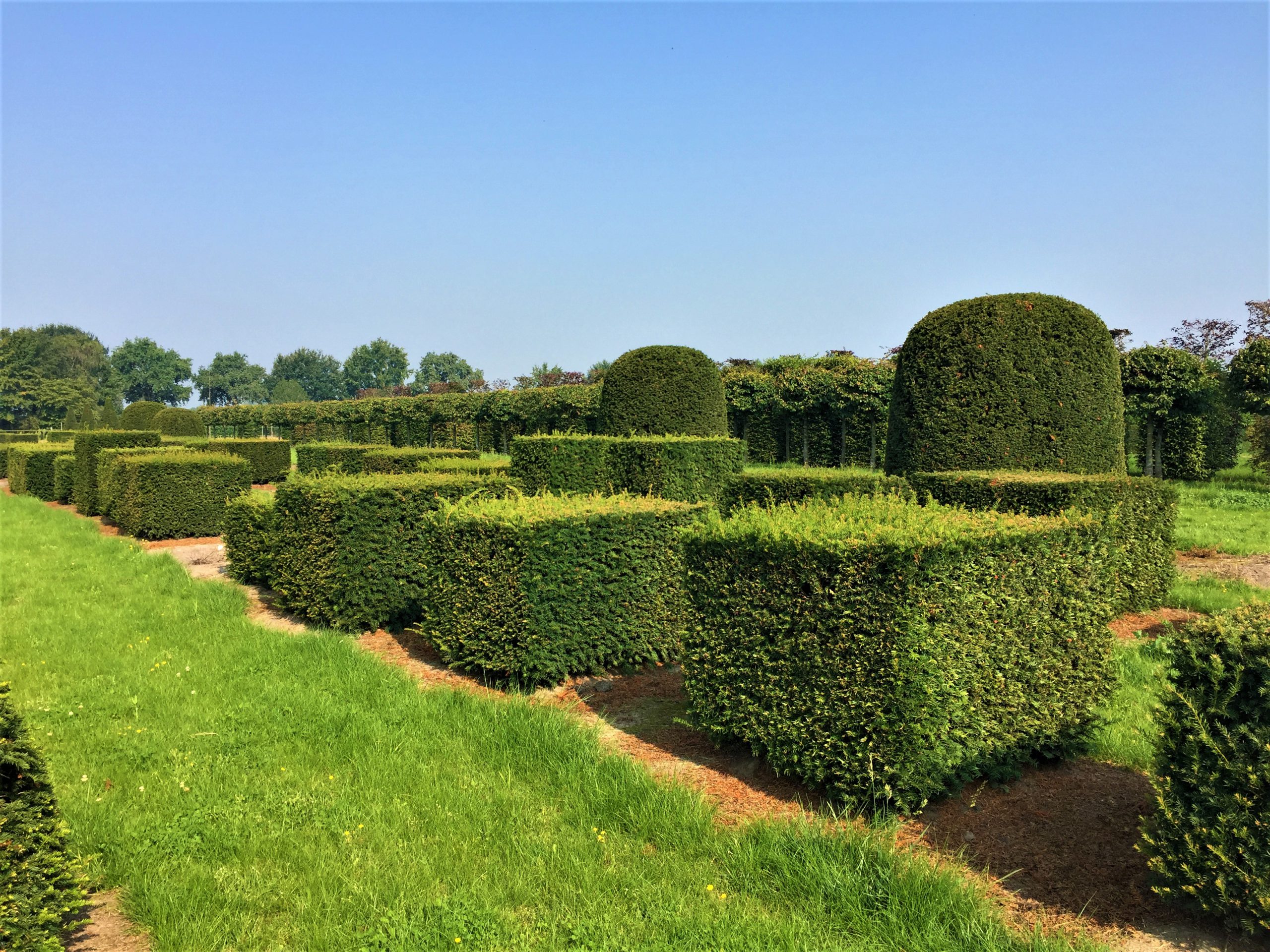 Topiary, Trees and Hedging - Genus Plant Sourcing